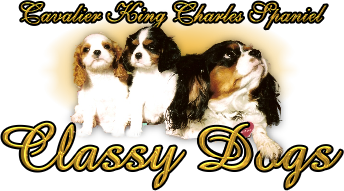 Classy Dogs Puppies for Sale, Terriers, Spaniels, Westies